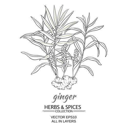 Ginger Vector Images (over 34,000)