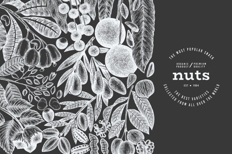 Hand drawn nuts branch and kernels template Vector Image