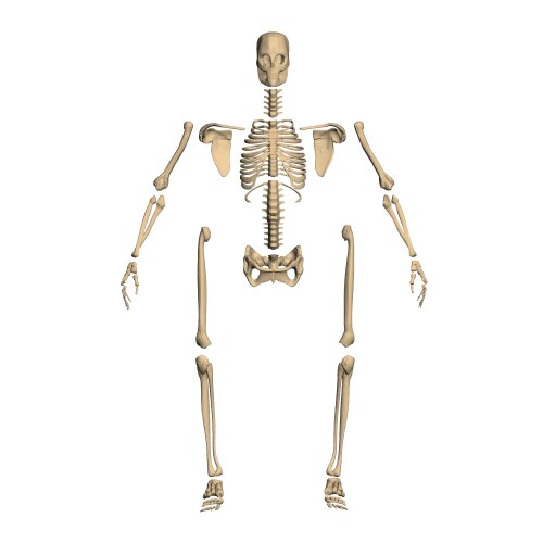 Polygonal model of a disassembled human skeleton Vector Image