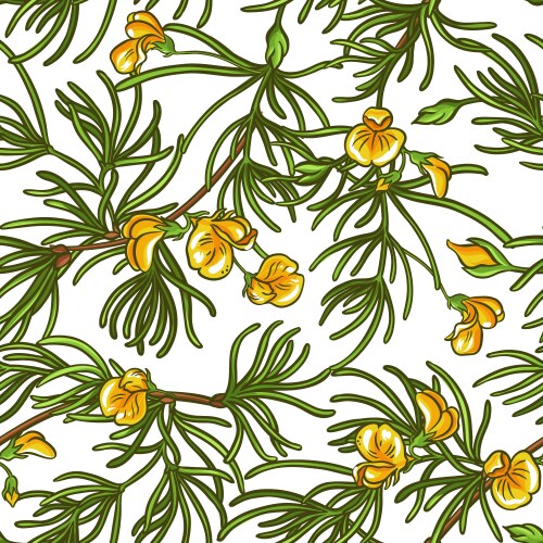 Rooibos set Royalty Free Vector Image - VectorStock