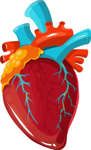 Anatomical Heart Vector Images (over 7,300)