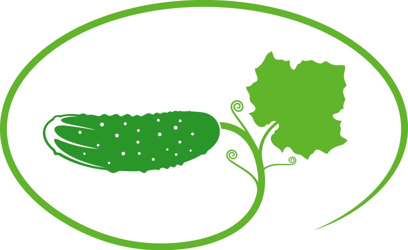 Cucumber plant colored detailed Royalty Free Vector Image