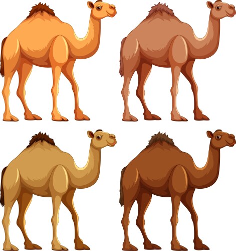 Camel family cartoon Royalty Free Vector Image