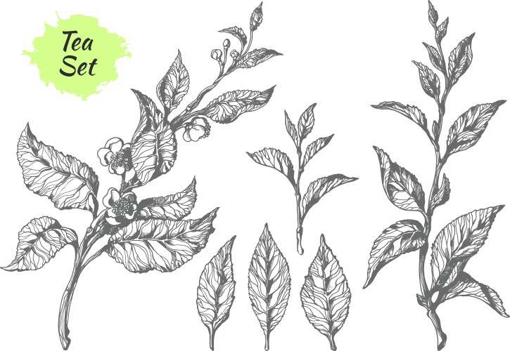 Tea Vector Images (over 280,000)