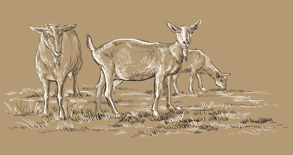 Goat Pencil Drawing Vector Images (over 320)