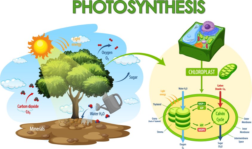 Chloroplast photosynthesis infographic elements Vector Image