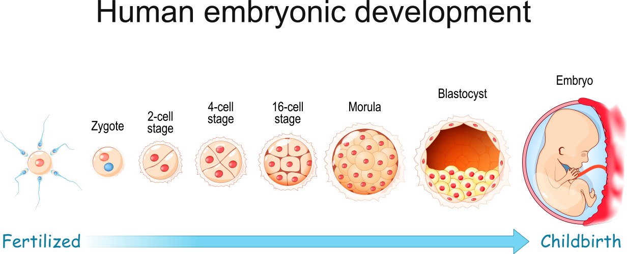 Fertilization process Royalty Free Vector Image