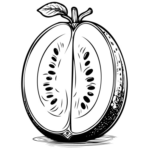Arava melon drawing realistic outline fruit Vector Image