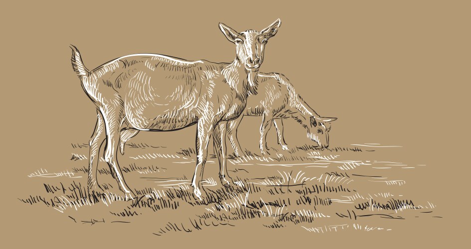 Goat Pencil Drawing Vector Images (over 320)