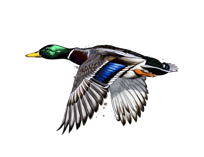 Duck Vector Images (over 61,000)