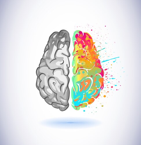 Human brain Royalty Free Vector Image - VectorStock