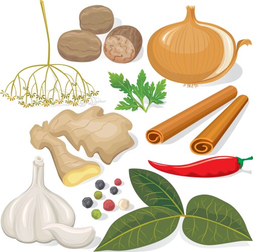 Group of spices Royalty Free Vector Image - VectorStock
