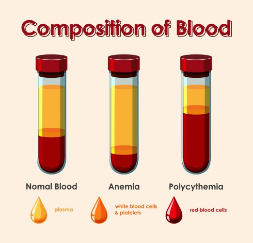 Diagram showing composition blood Royalty Free Vector Image