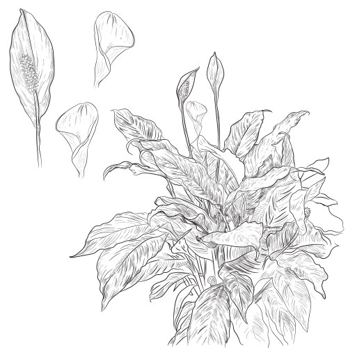 Lily Vector Images (over 42,000)