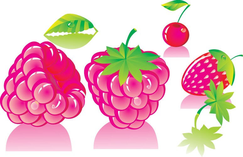 Raspberries Royalty Free Vector Image - VectorStock