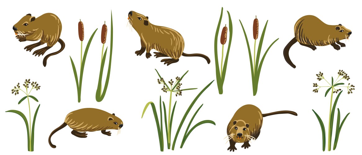 Nutria Vector Images (over 140)