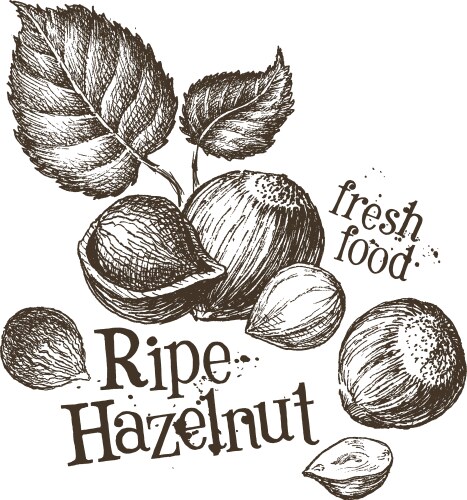 Hazelnut Logo Vector Images (over 1,600)