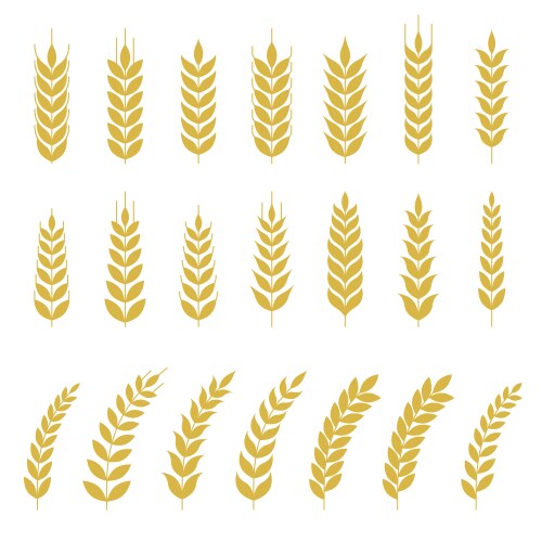 Barley Vector Images (over 37,000)