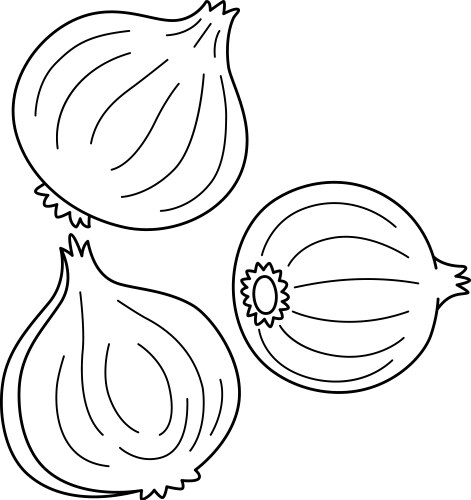 Onion Coloring Page Vector Images (over 360)