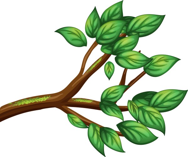 Branch of a tree Royalty Free Vector Image - VectorStock
