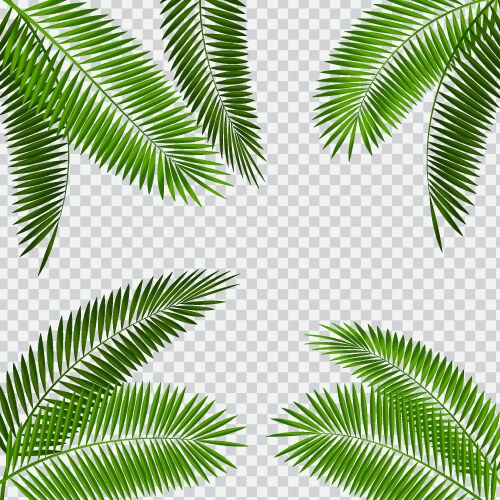 Palm Leaf Vector Images (over 120,000)