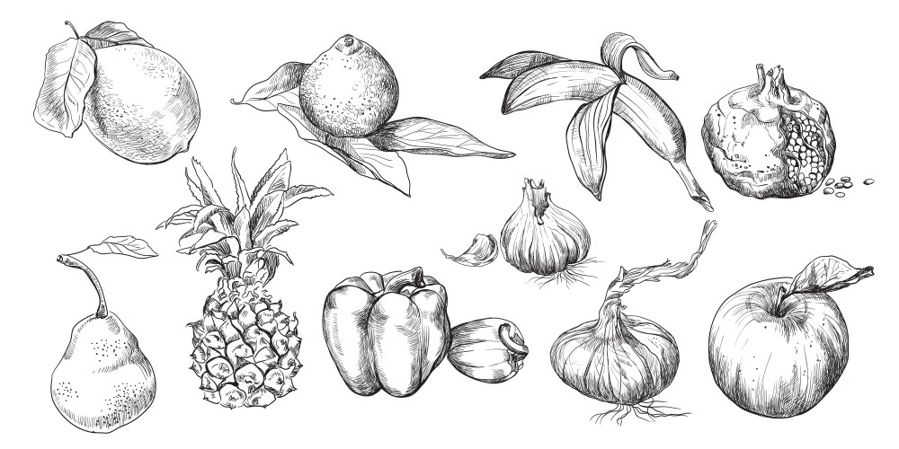 One line drawing fruits set Royalty Free Vector Image