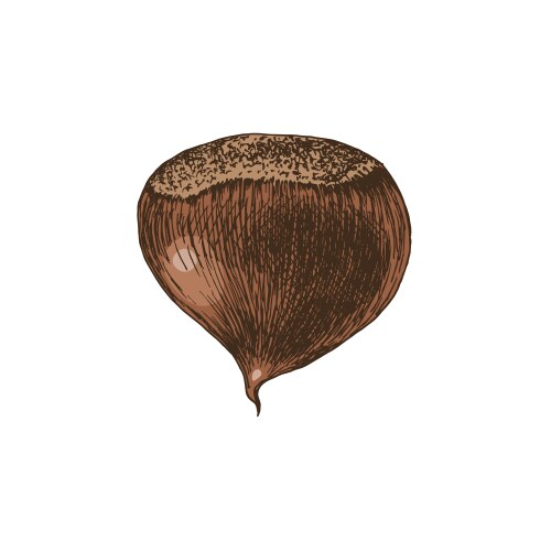 Chestnut cartoon Royalty Free Vector Image - VectorStock