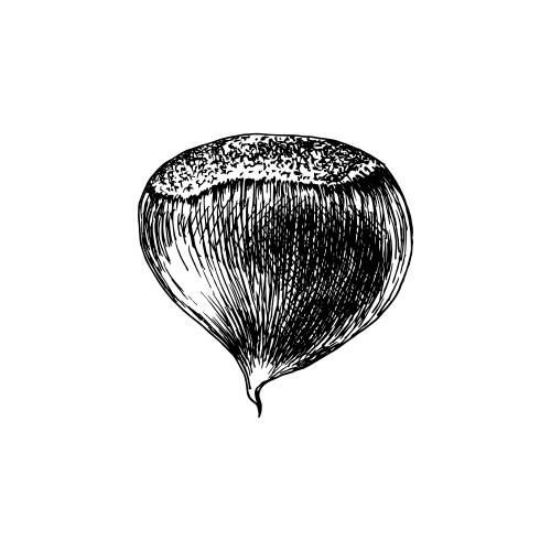 Chestnut cartoon Royalty Free Vector Image - VectorStock