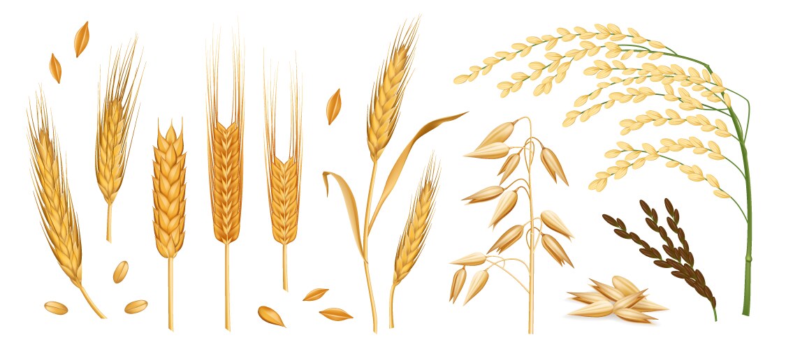 Barley Vector Images (over 35,000)
