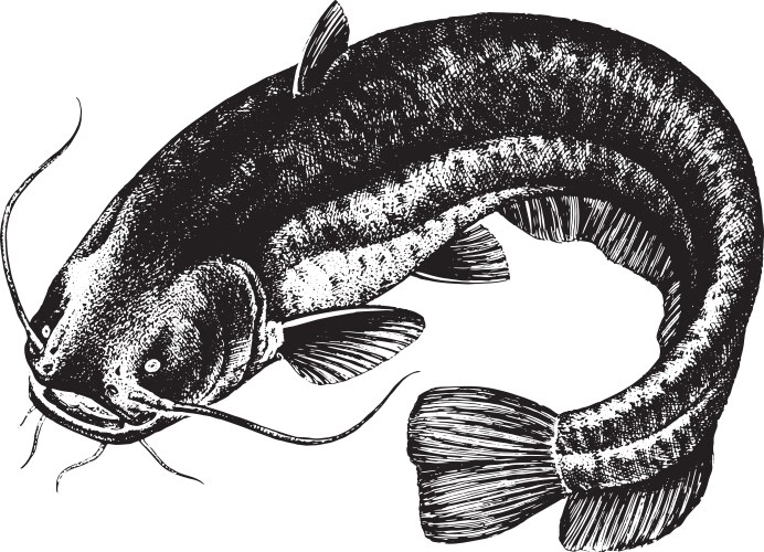 Catfish Vector Images (over 3,300)