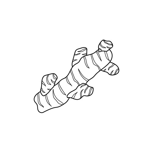 Fresh ginger root chalk sketch set Royalty Free Vector Image