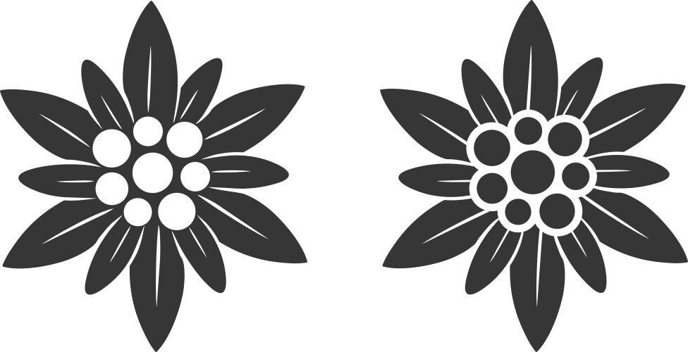 Edelweiss flower collection Royalty Free Vector Image