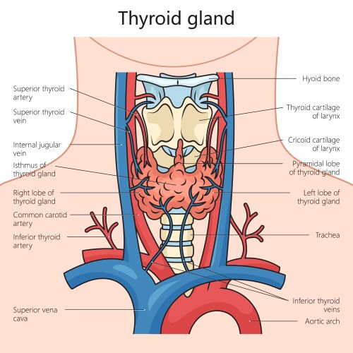 Human tonsil structure diagram medical science Vector Image