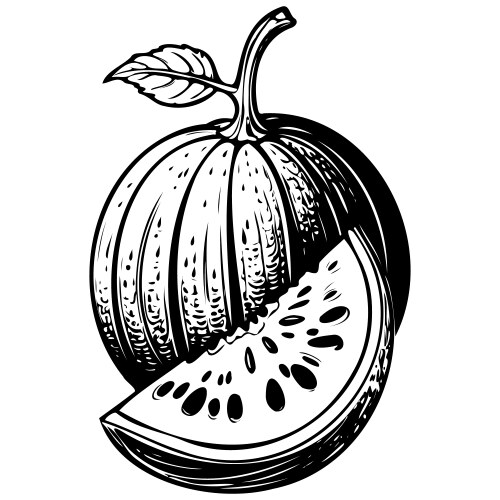 Arava melon monochrome outline drawing realistic Vector Image