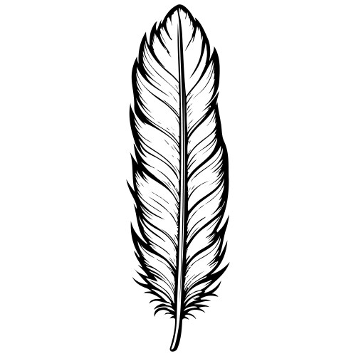 Feather hand drawn line transparent background Vector Image