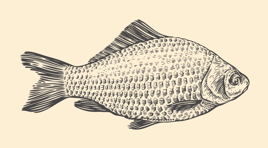 Fish Sketch Vector Images (over 40,000)