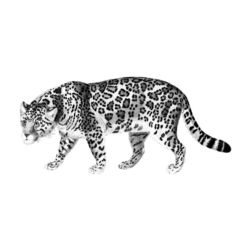 Jaguar Vector Images (over 17,000)