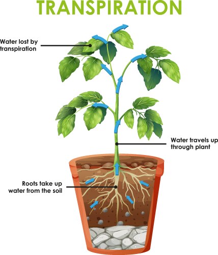 Water Evaporation Cartoon Vector Images (over 220)