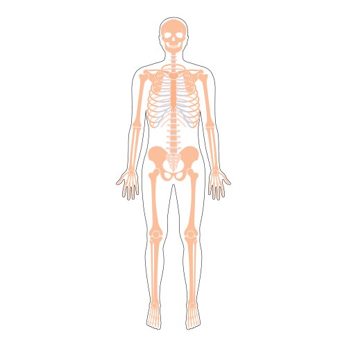 Human man skeleton anatomy Royalty Free Vector Image