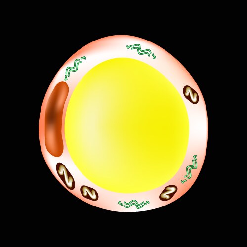 Anatomical structure of the fat cells Royalty Free Vector