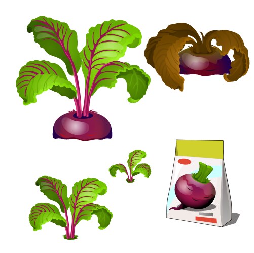 Broccoli plant life cycle growing stages set Vector Image