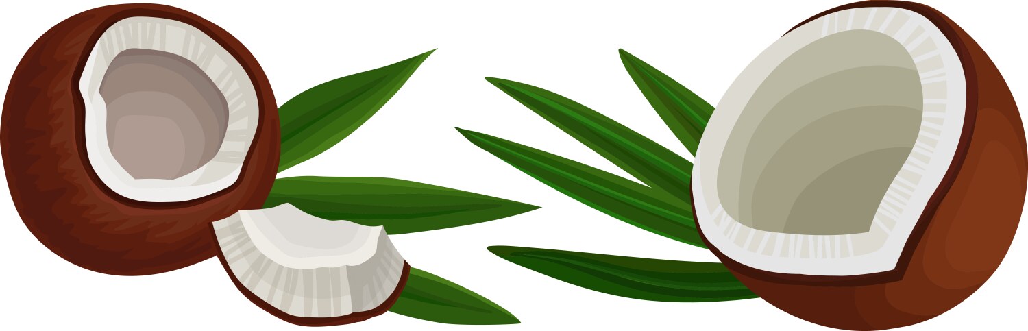 Coir Vector Images (over 120)