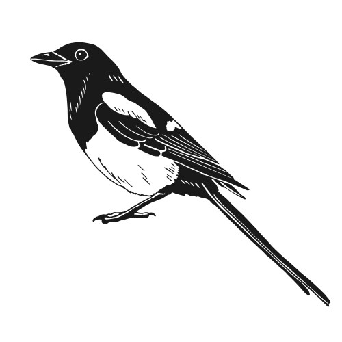 Magpie Vector Images (over 1,400)