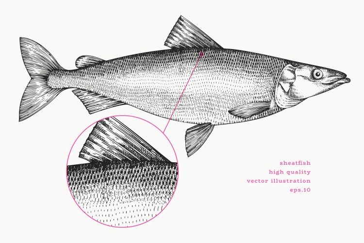 Exocoetidae or flying fish hand drawing vintage Vector Image