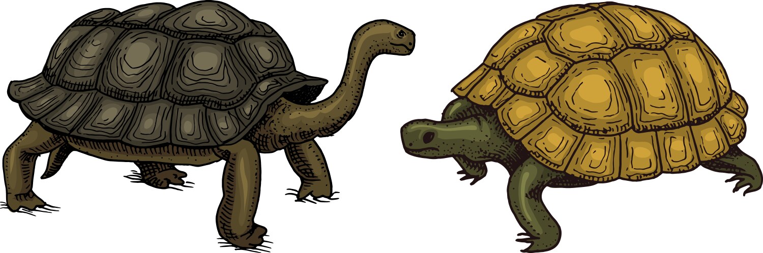 Turtle Shell Vector Images (over 10,000)