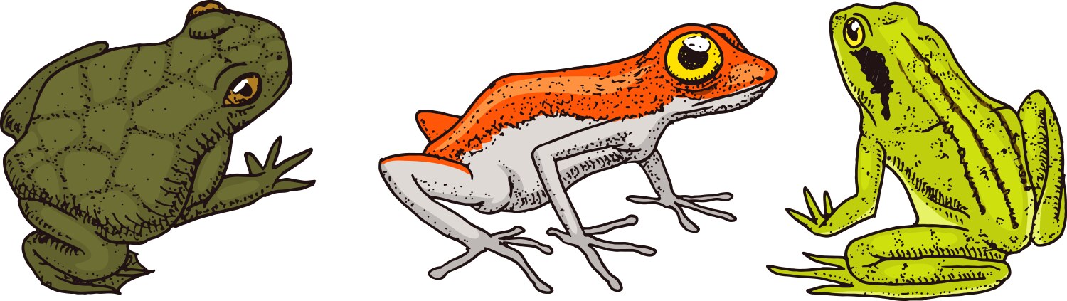 Frog Vector Images (over 27,000)