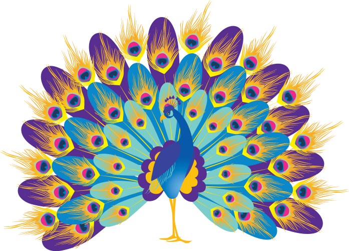 Peacock Royalty Free Vector Image - VectorStock