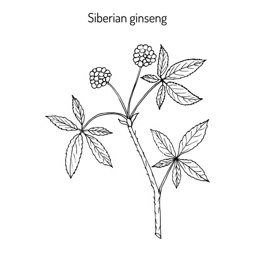 Ink eleutherococcus hand drawn sketch Royalty Free Vector