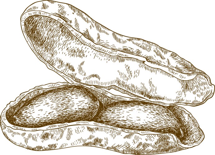 Peanuts in Shell Vector Images (over 2,800)