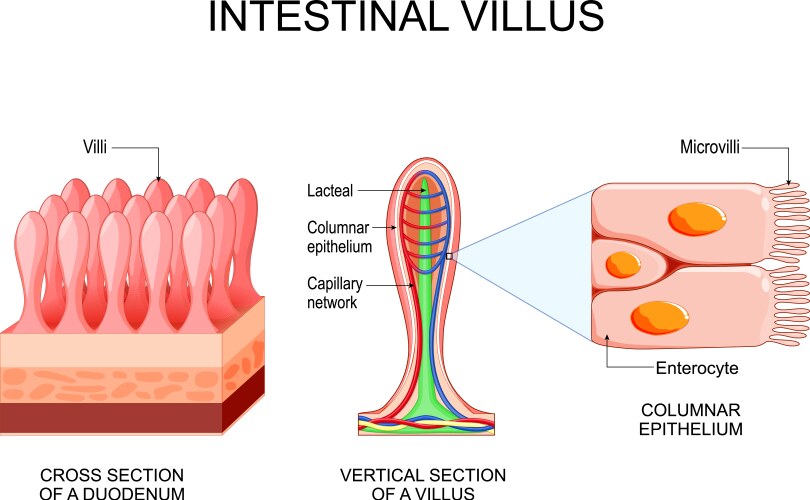 Intestinal villi diagram Royalty Free Vector Image